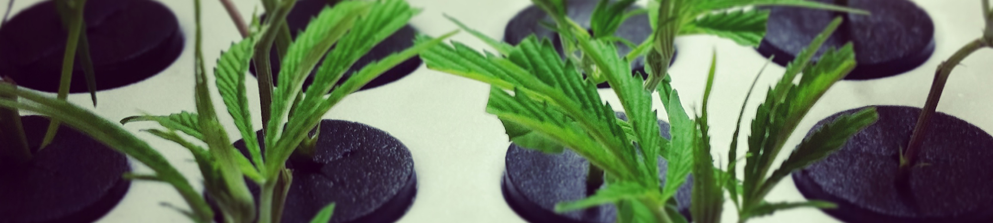 Why Successful Plant Cloning is Important - Growers Network