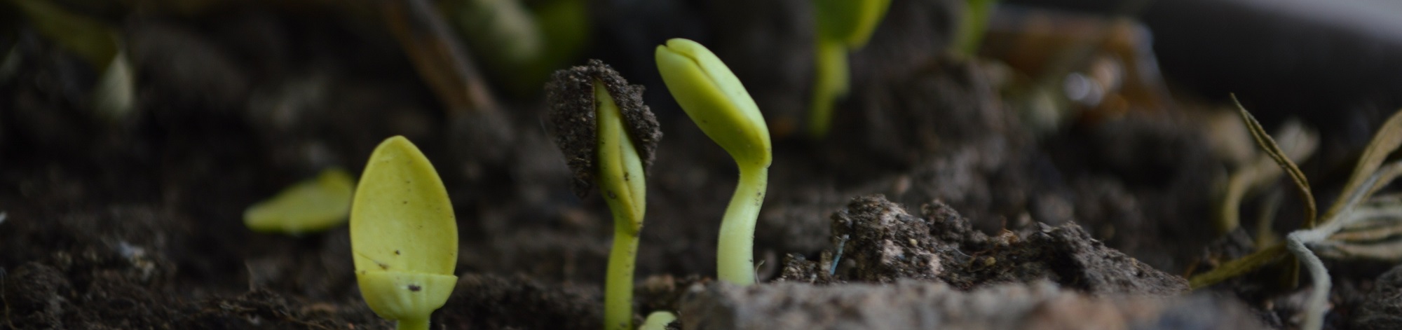 Sustainable Growing - Underground - Growers Network