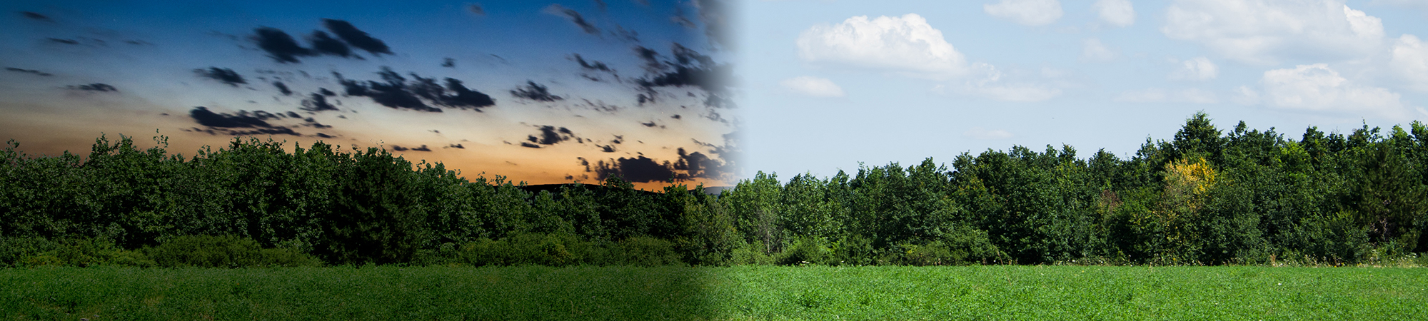 Light Cycles Explained - Growers Network