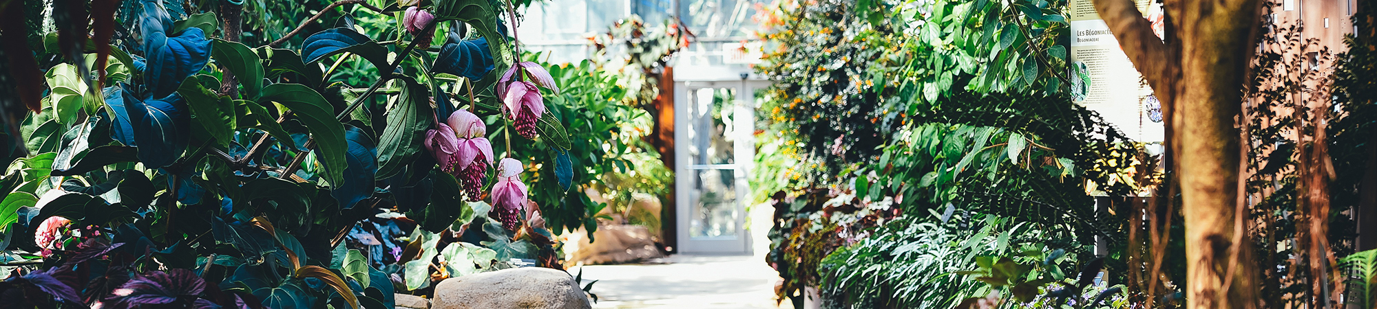 Understanding Light Using Daily Light Integral (DLI) - Growers Network