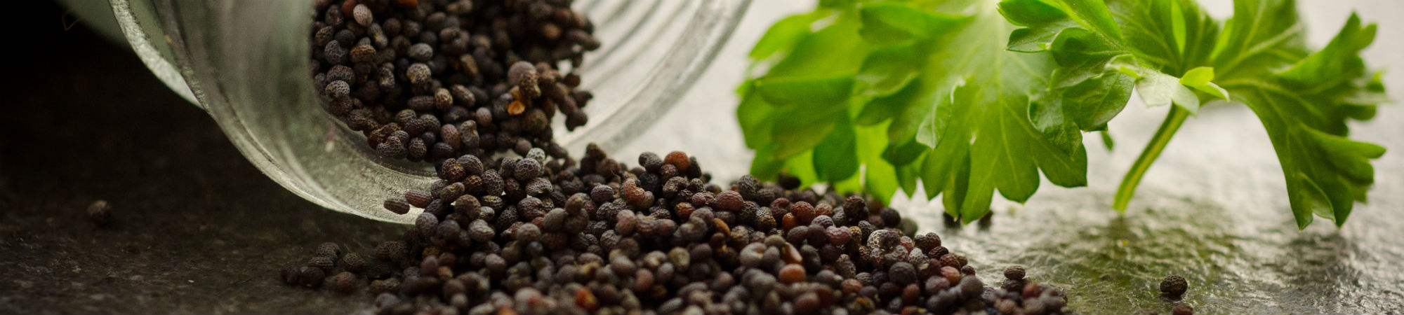 Breeding the Best: Cannabis Genetics Over Time - Growers Network