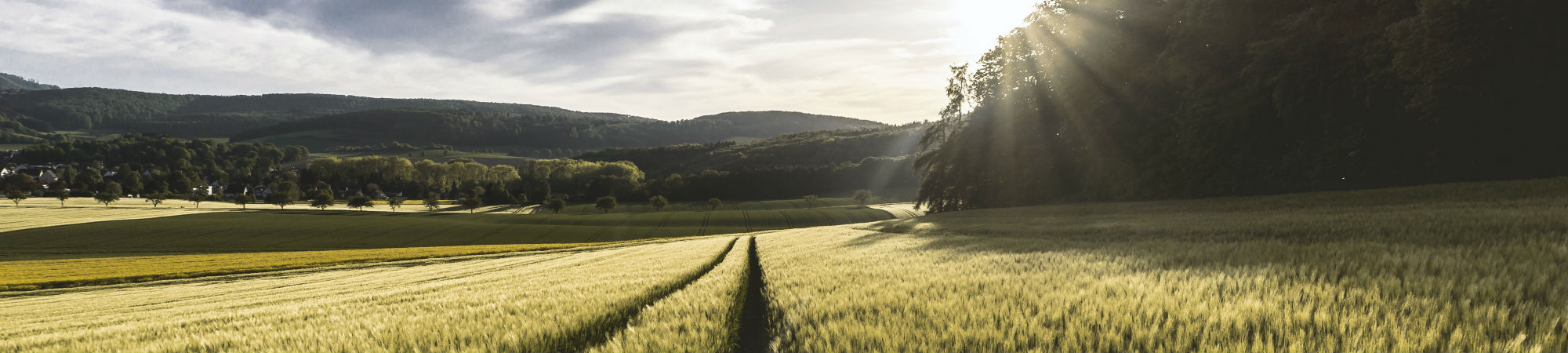 Farm v. Boutique: Quantity v. Quality? - Growers Network