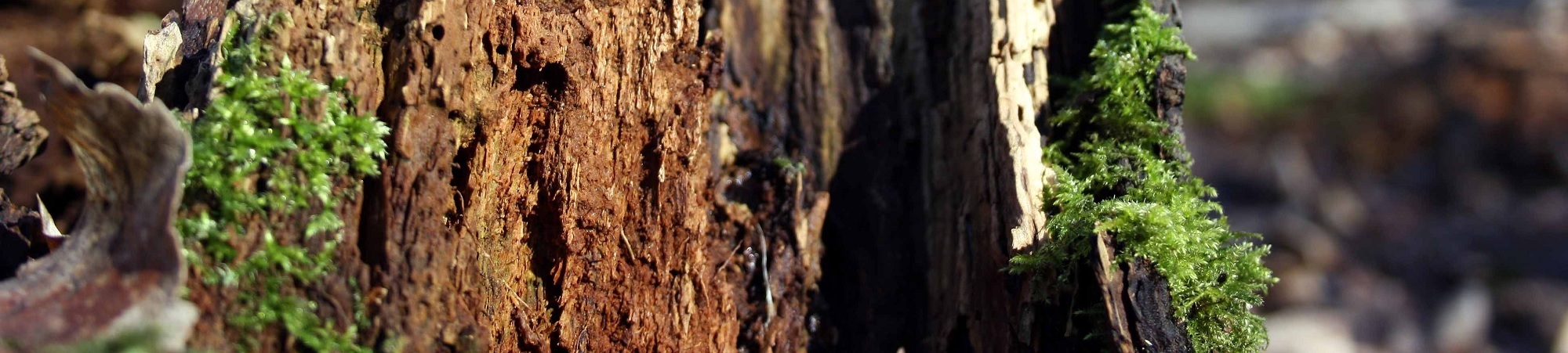 Growers Network’s Disease Profile: Bud Rot - Growers Network