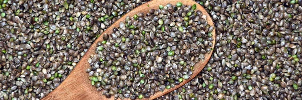 What the Hemp is This? Hemp's Impact on Industry and the Economy